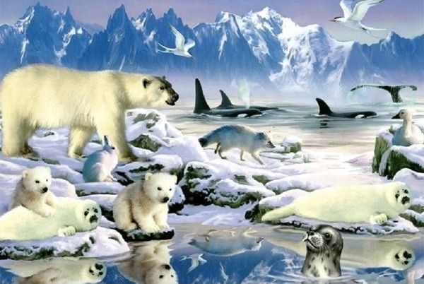 animaux de la banquise