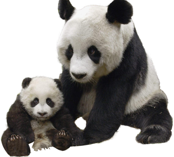 Les Pandas
