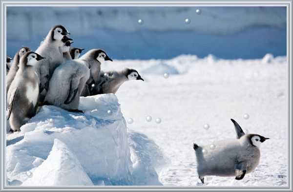 animaux de la banquise - Page 4